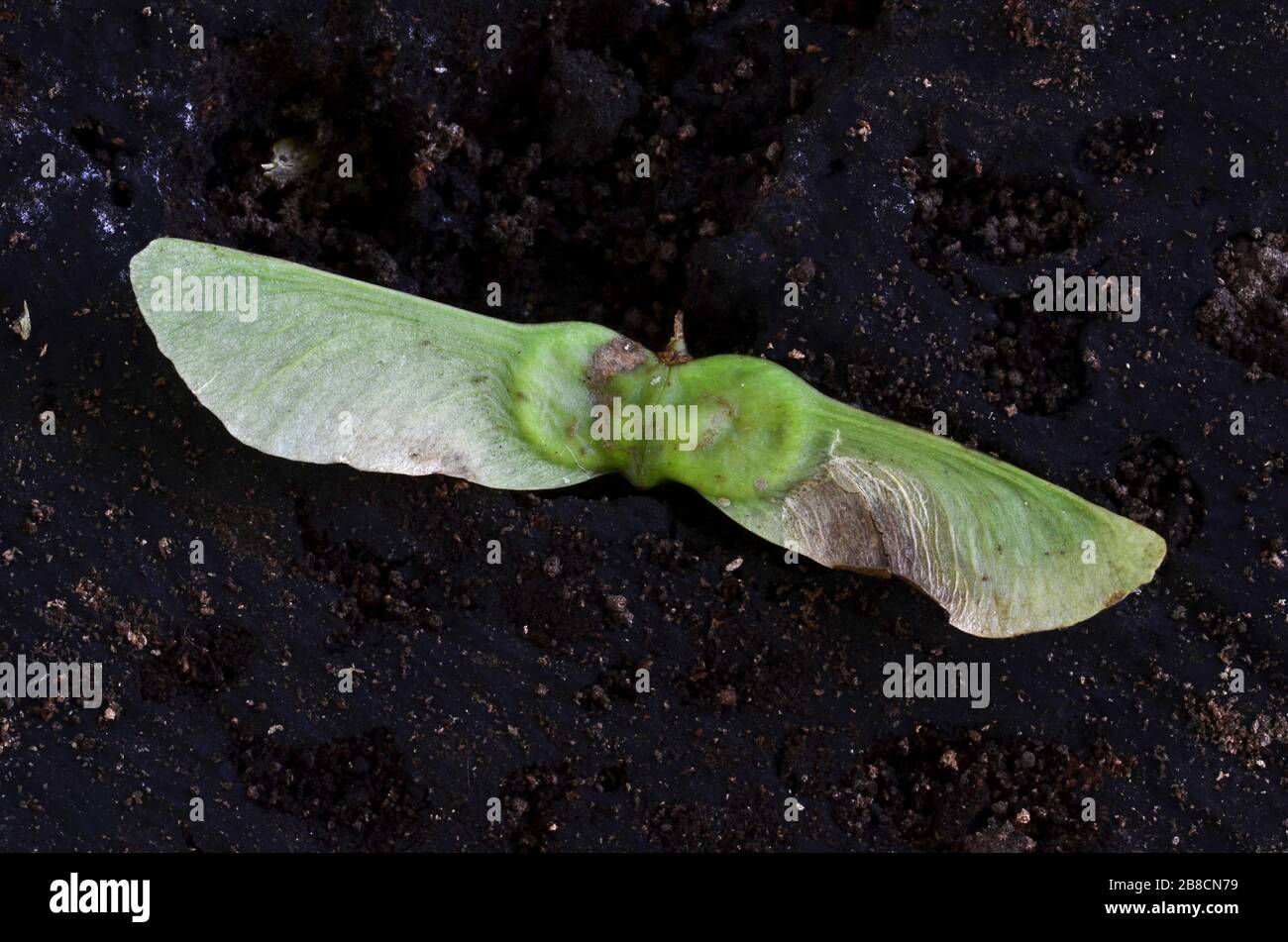 Field maple seeds Stock Photo - Alamy