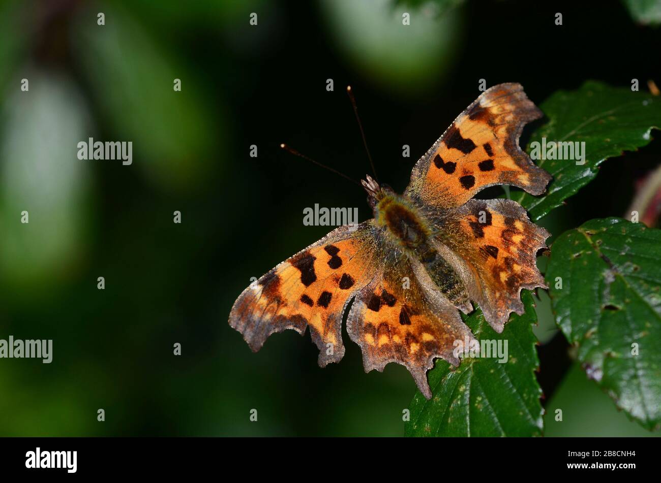 Photo of butterfly hi-res stock photography and images - Alamy