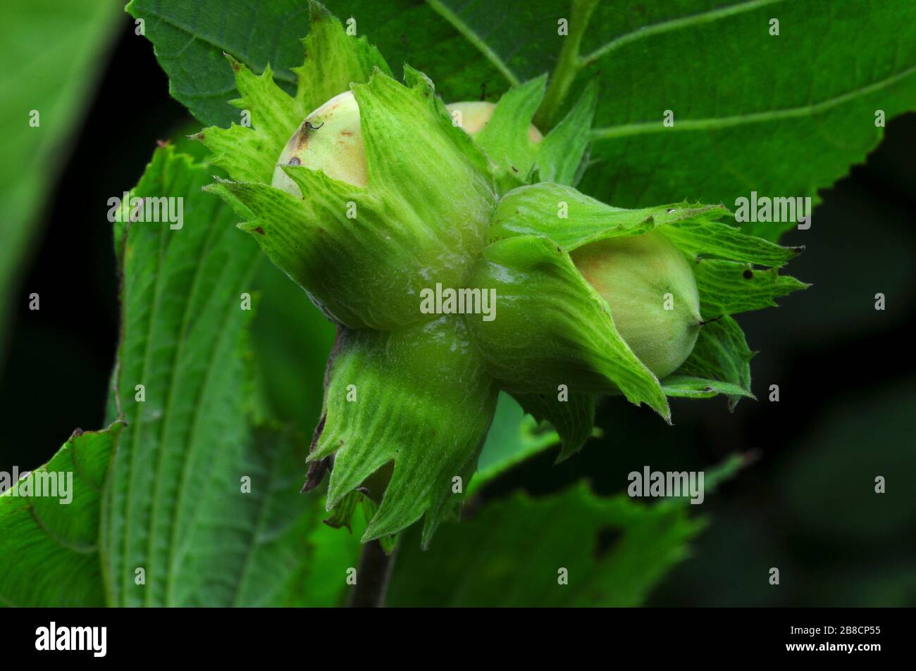Hazel nuts uk hi-res stock photography and images - Alamy