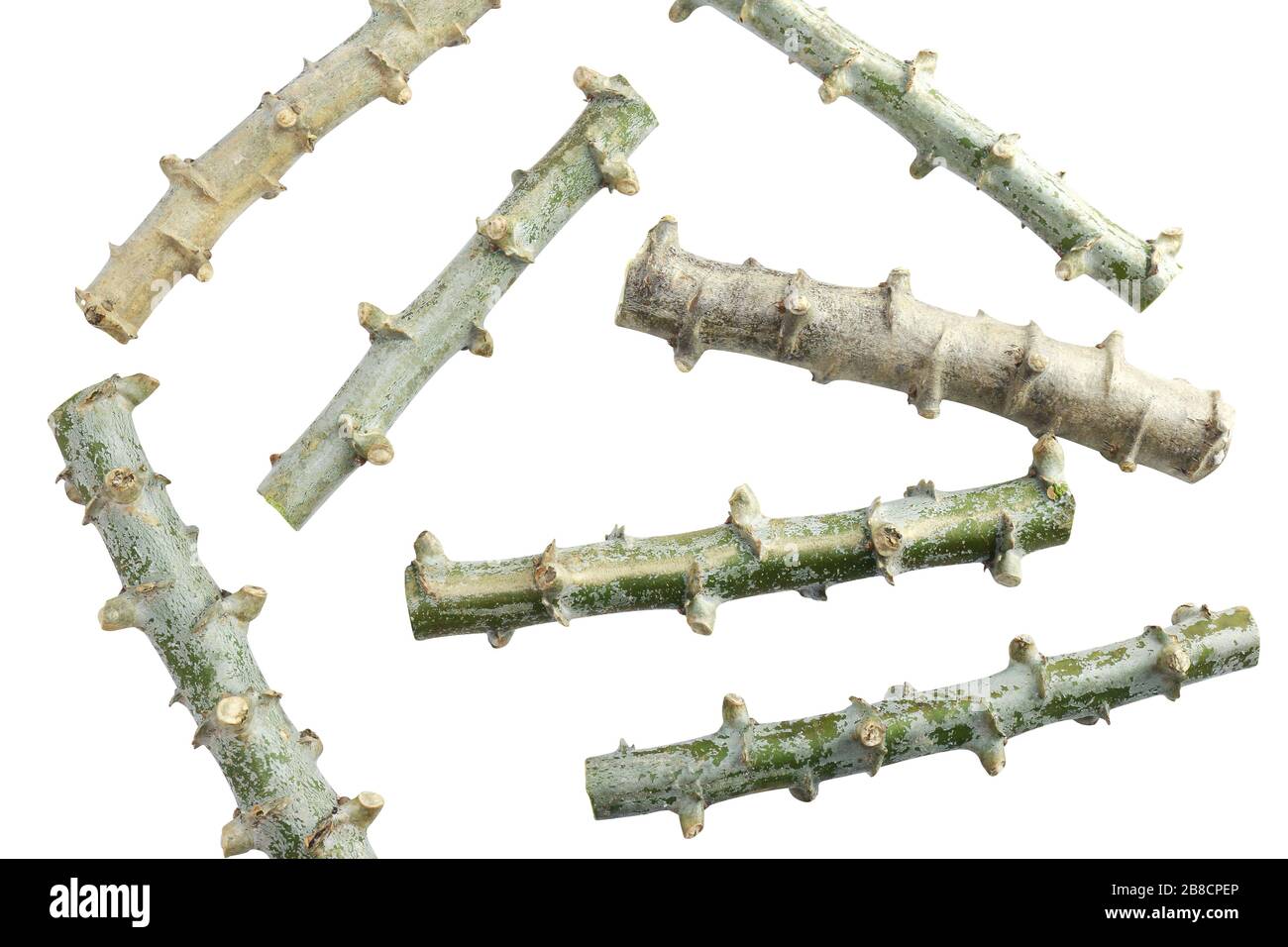 Cassava heap cut, Tapioca tree trunk piece cut, Cassava roots isolated ...