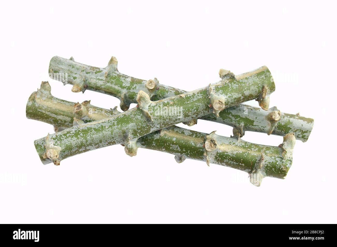 Cassava heap cut, Tapioca tree trunk piece cut, Cassava roots isolated ...