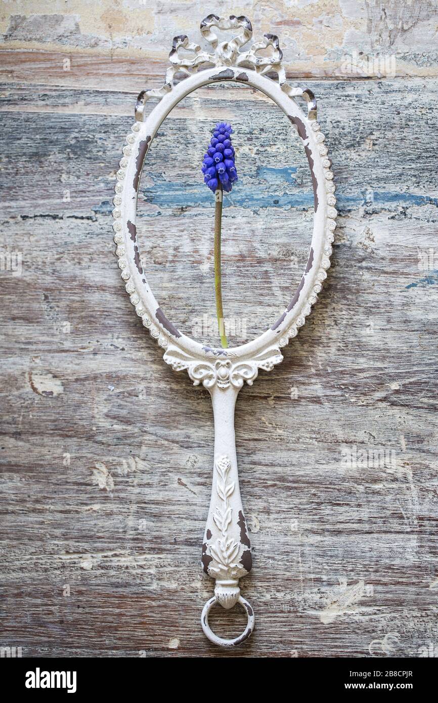 flower on an mirror Stock Photo - Alamy