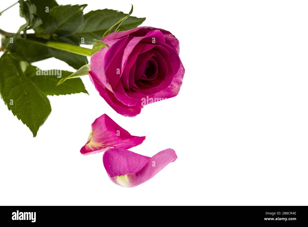 Gorgeous pink rose close up view isolated. Beautiful backgrounds. Red ...