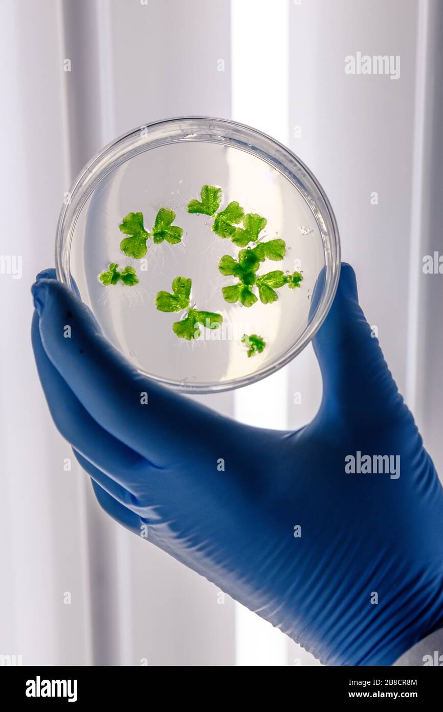 Microbiology laboratory hi-res stock photography and images - Alamy