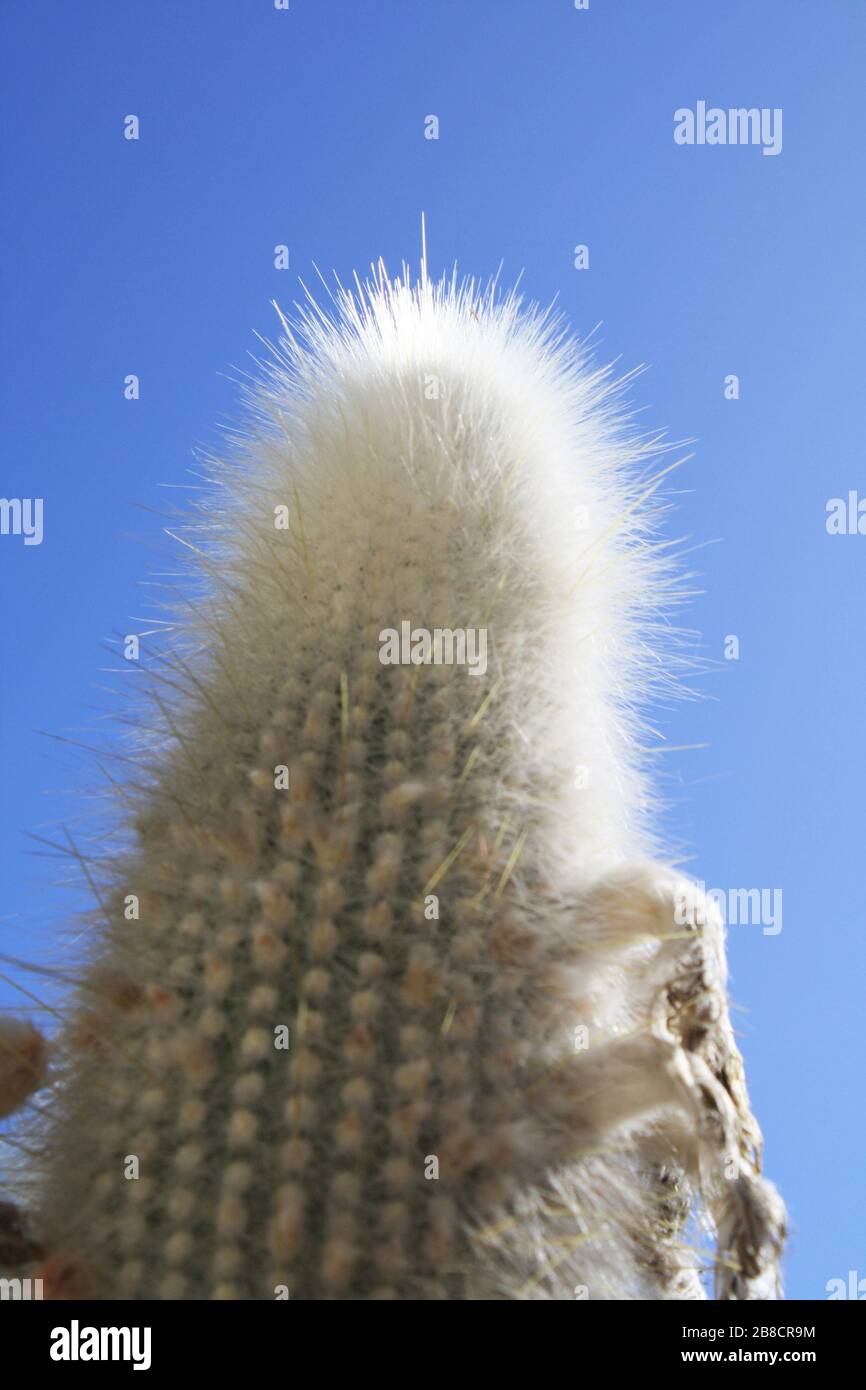Wooly torch cactus hi-res stock photography and images - Alamy