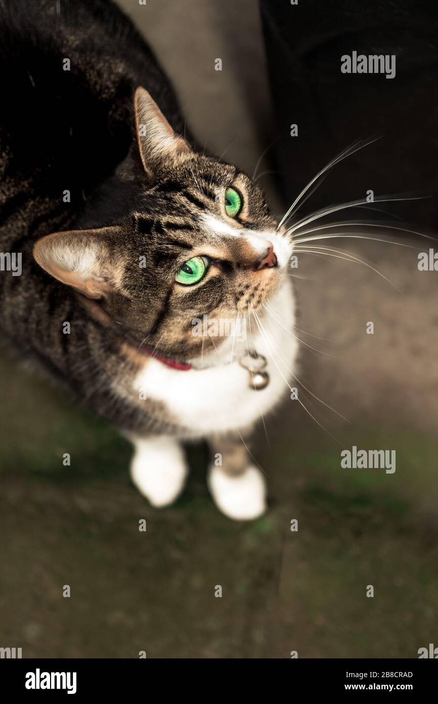 A angled aerial portrait of a cat with a vibrant and intense gaze upon ...