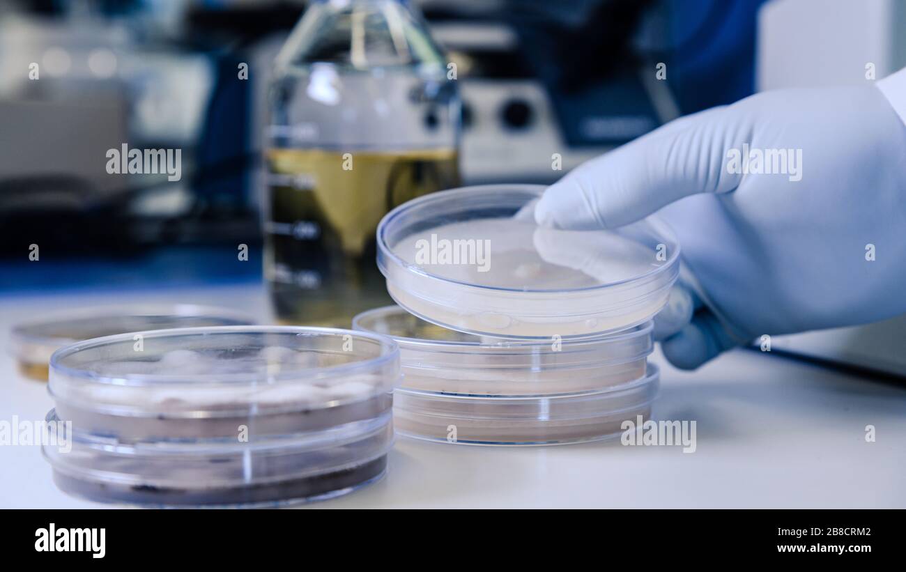 Scientific handling Microbiological cultures in a petri dish for ...