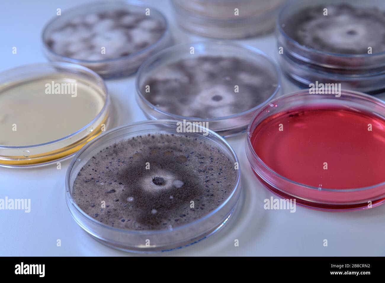 Microbiological investigation hi-res stock photography and images - Alamy