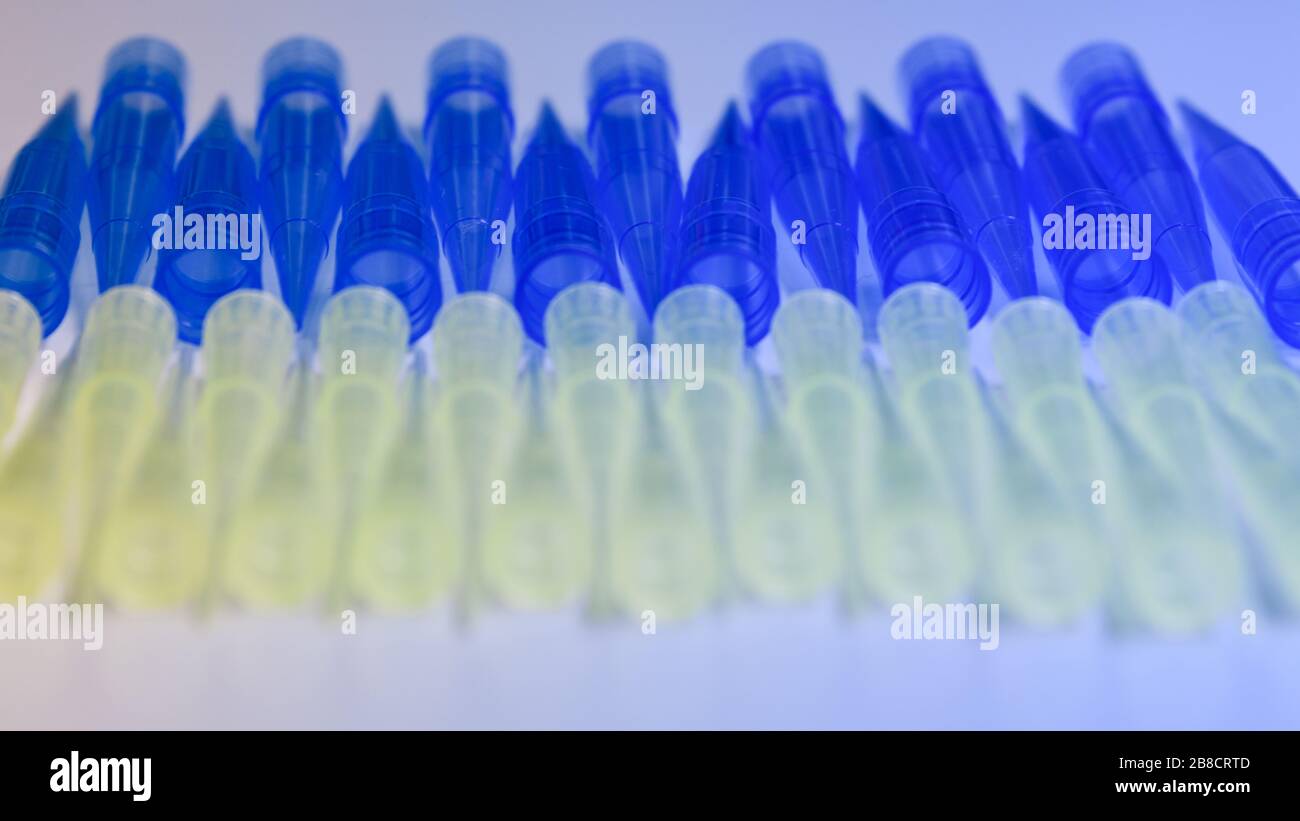 Blue and yellow universal laboratory pipet tips. Laboratory and science ...