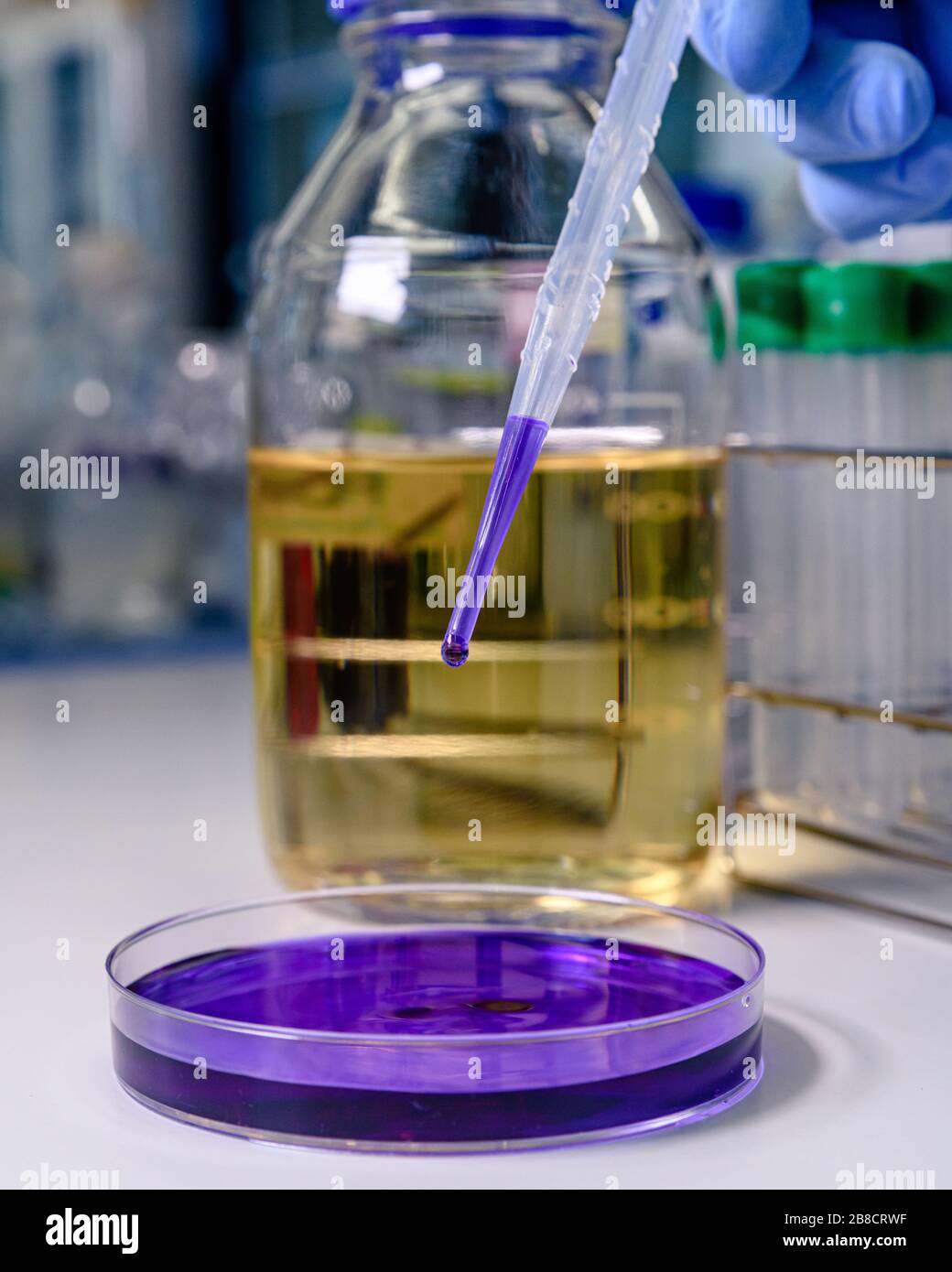Pipette with drop of color liquid and petri dishes. Concept of science ...