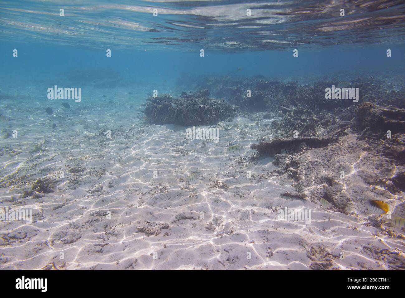 Underwater view of dead coral reefs and beautiful fishes. Snorkeling ...