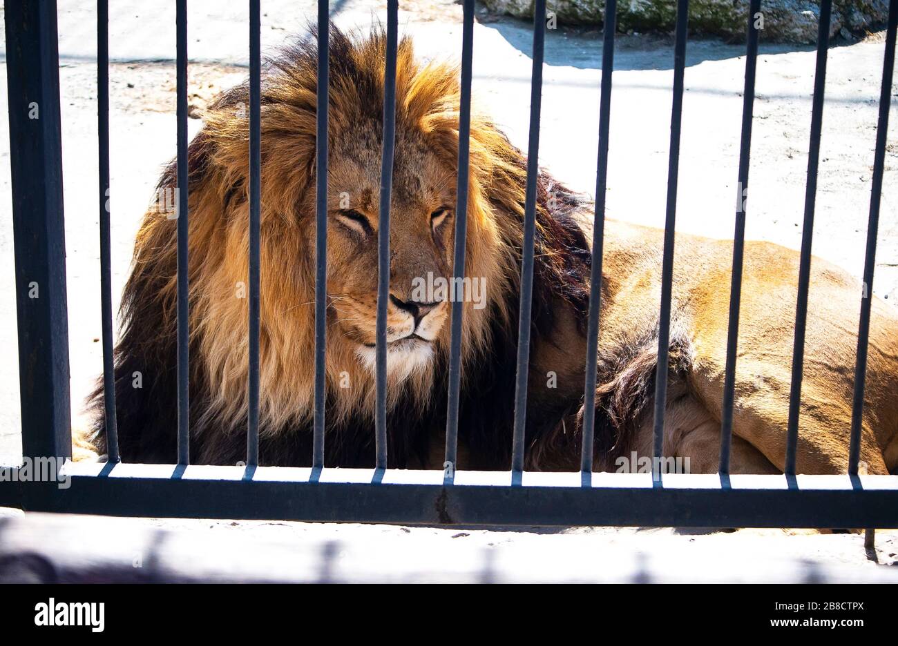 Large, powerful male lion sits on a tall boulder at our local zoo ...