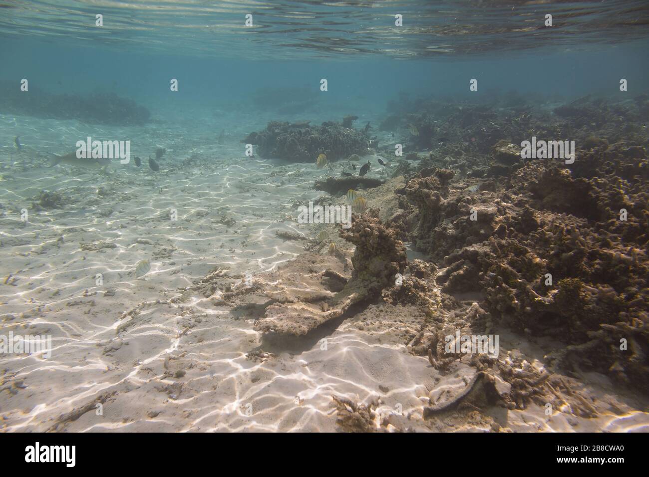 Underwater view of dead coral reefs and beautiful fishes. Snorkeling ...