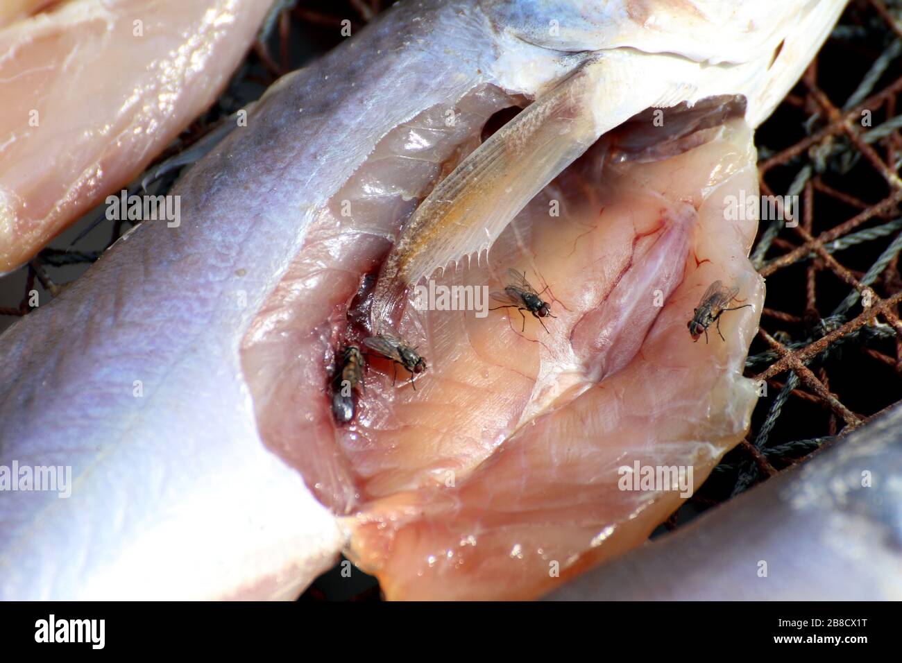 fly insect on a piece of dried fish fillet flies are carriers of ...