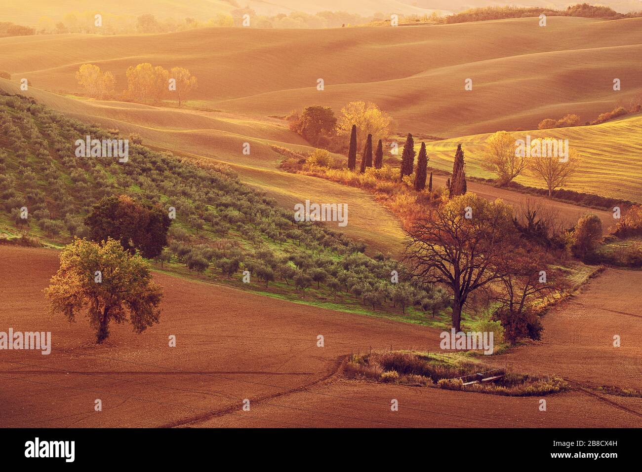 Tuscan fields and trees in a beautiful valley, natural outdoor ...
