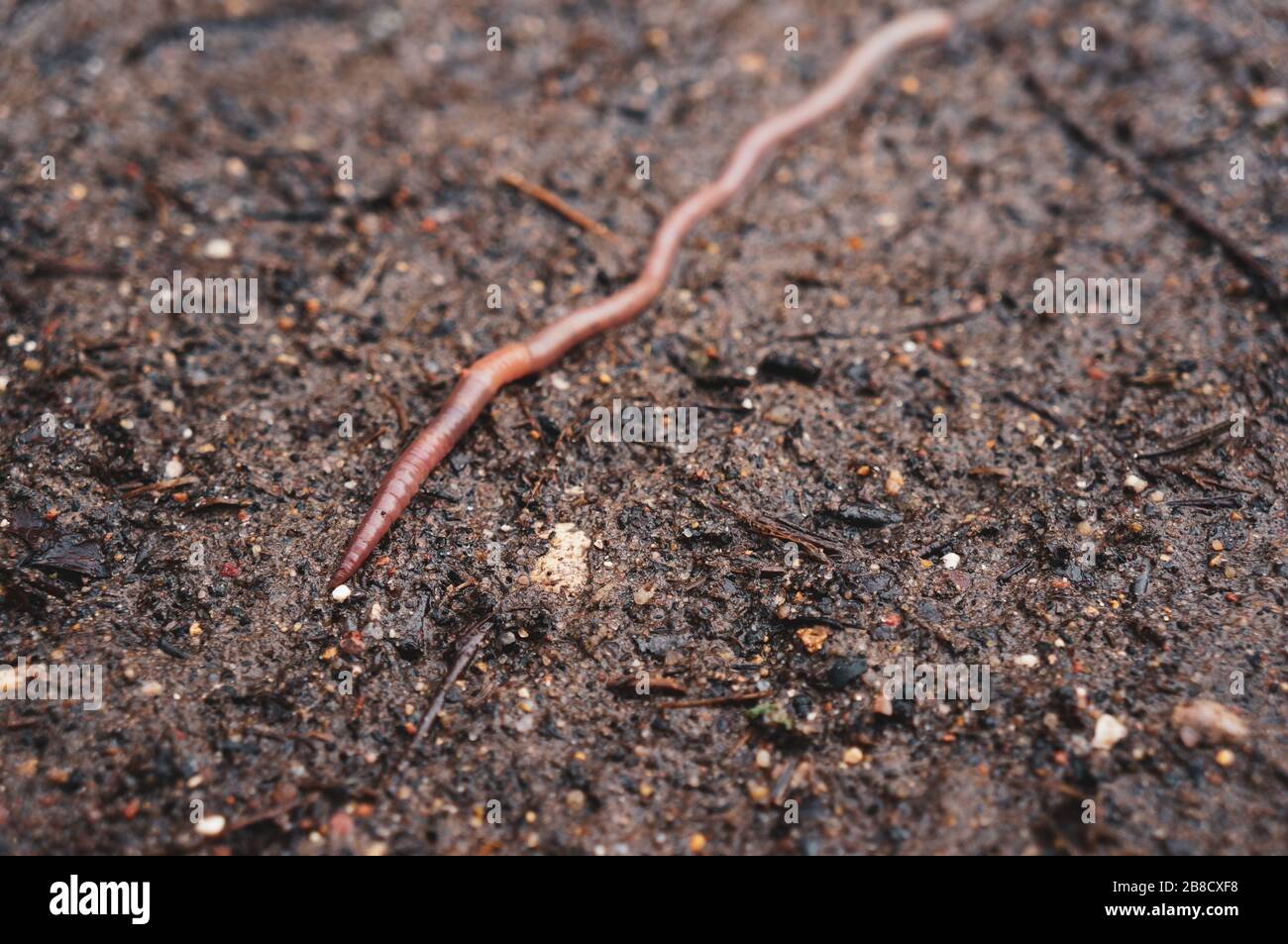 long earthworm on earth after rain close-up Stock Photo - Alamy