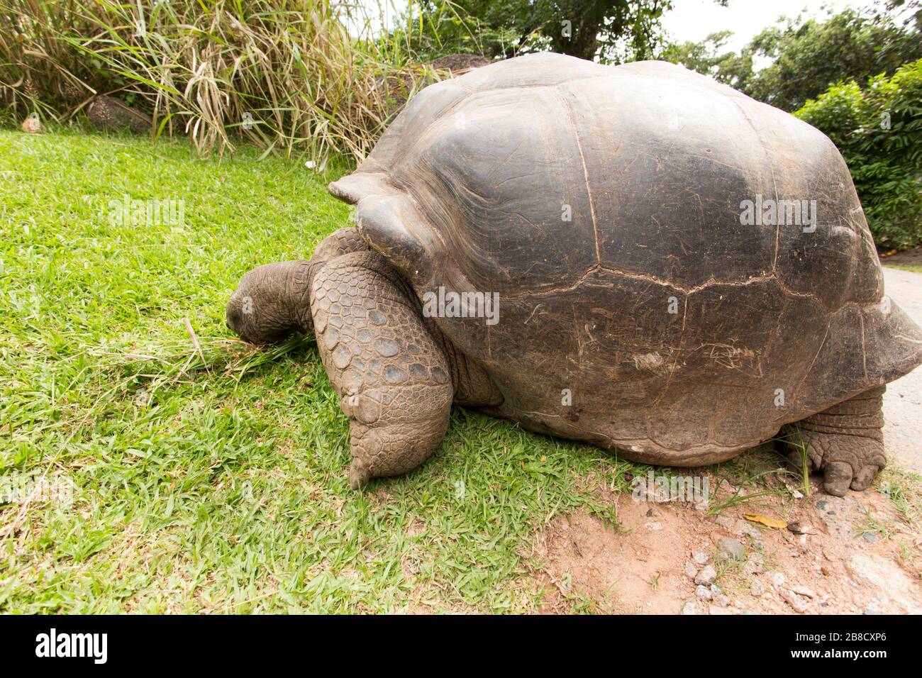 A photo of huge turtle in Seychelles islands Stock Photo - Alamy