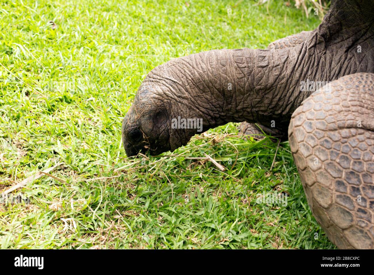 Native to seychelles islands hi-res stock photography and images - Alamy