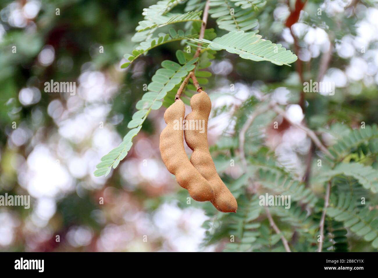 Young tamarind hi-res stock photography and images - Alamy