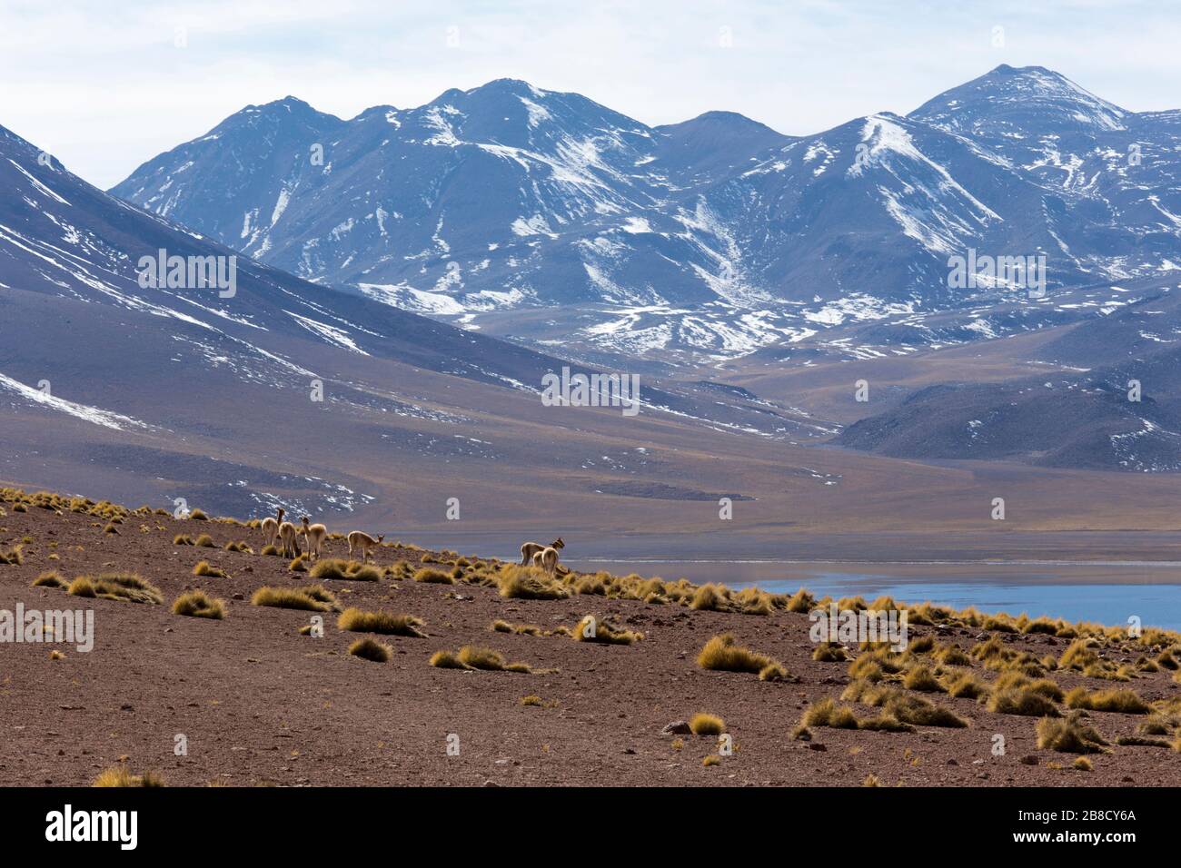 The park of laguna Miscanti and Miniques in Chile Stock Photo - Alamy