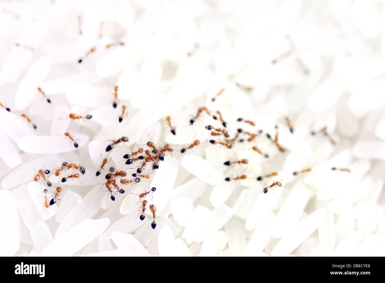 ant, ants on rice, swarm small red ants in rice seed white (selective ...