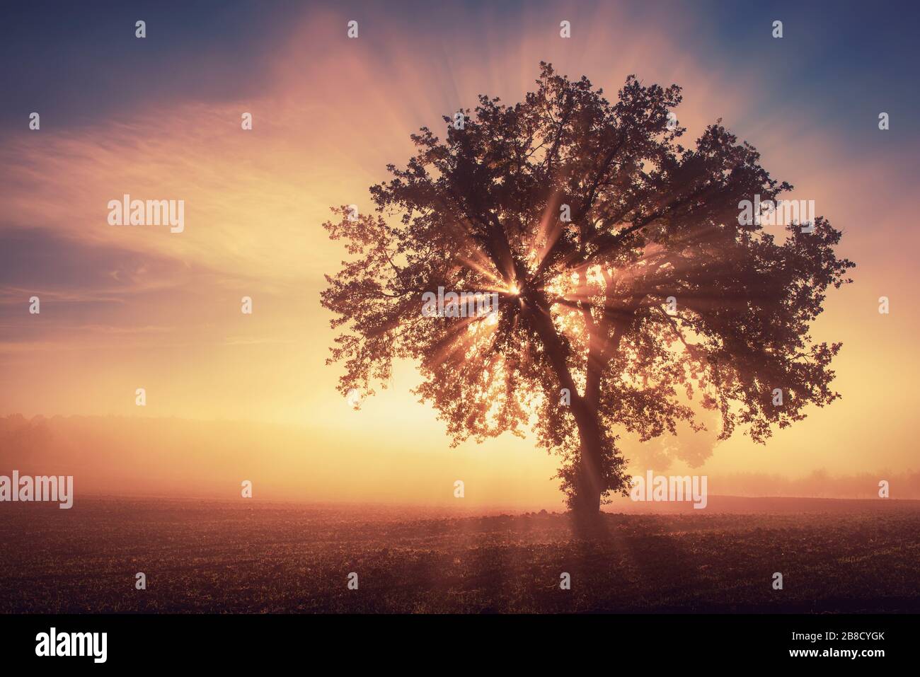 Single olive tree in the beautiful sunny fog at sunrise, natural ...