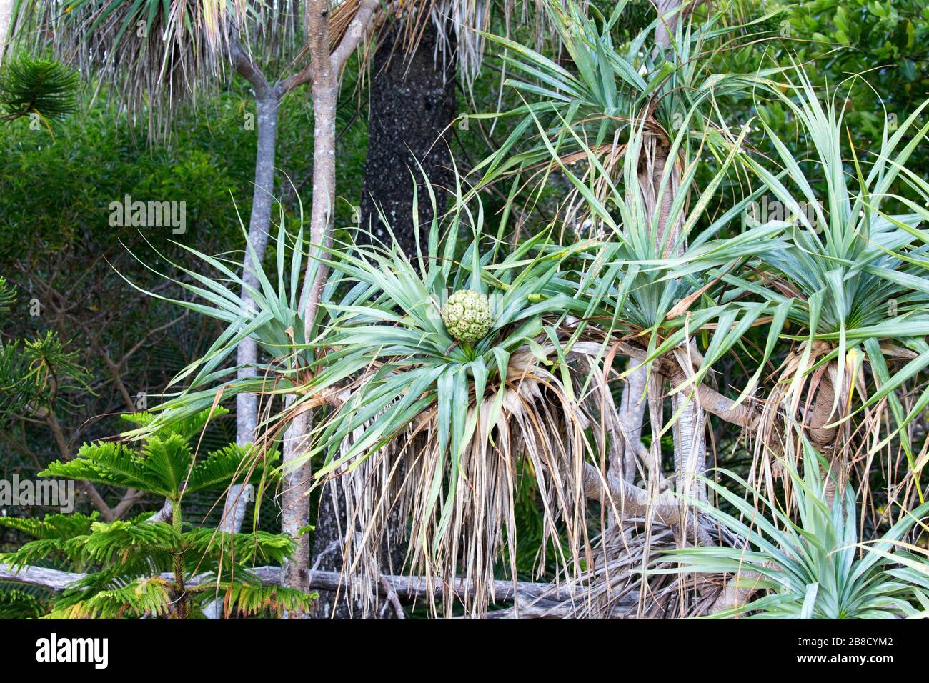 Pandanus nut hi-res stock photography and images - Alamy