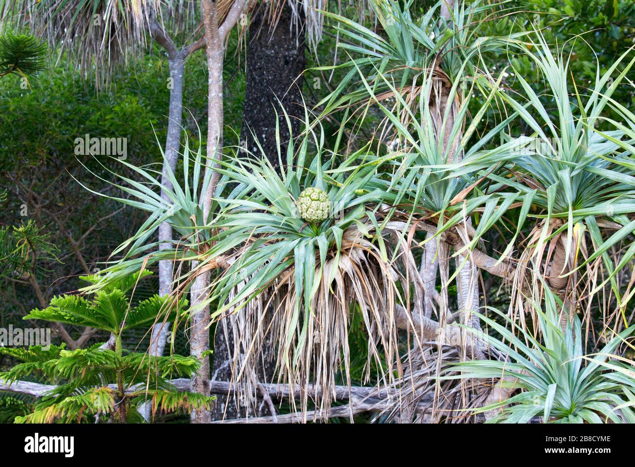 Pandanus tree with nut in New Caledonia Stock Photo - Alamy