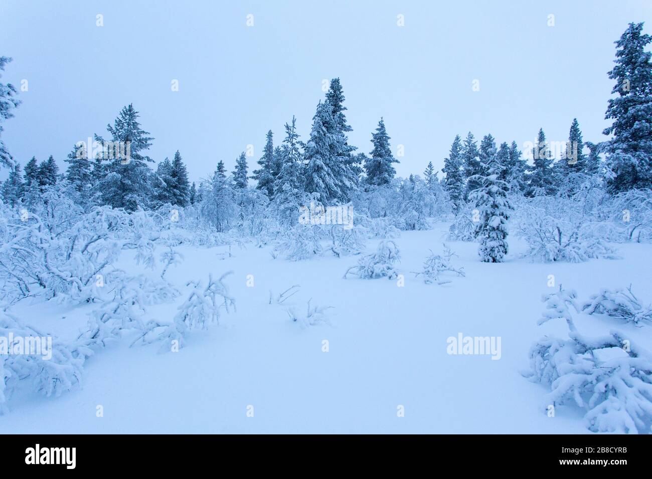 A frozen landscape during winter in Lapland, Finland Stock Photo - Alamy