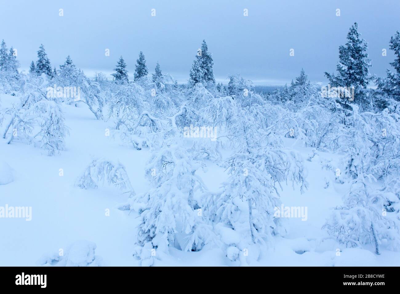 A frozen landscape during winter in Lapland, Finland Stock Photo - Alamy