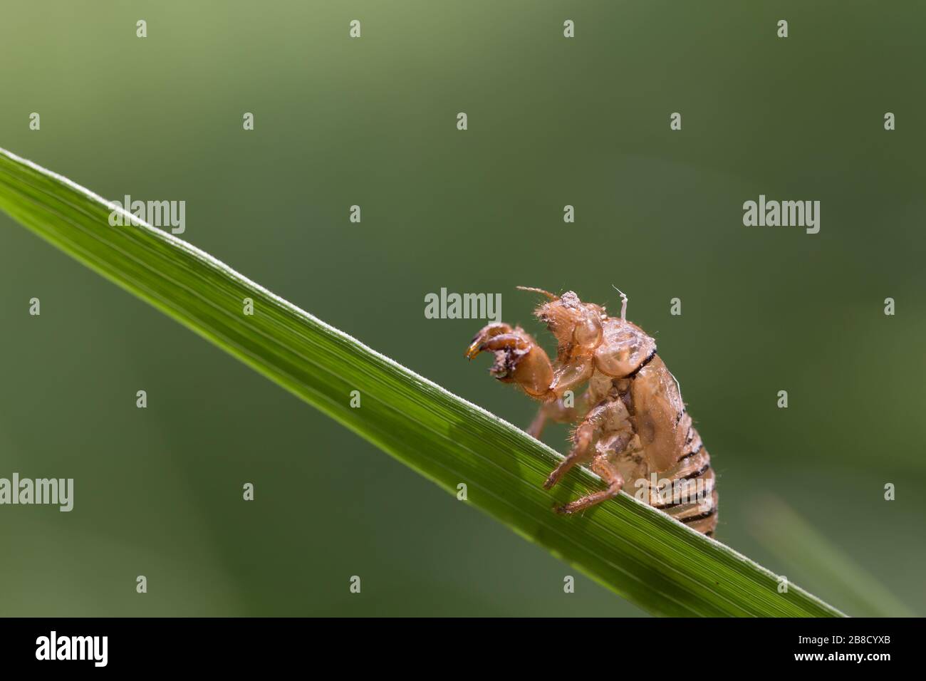 New forest cicada cicadetta montana hi-res stock photography and images ...
