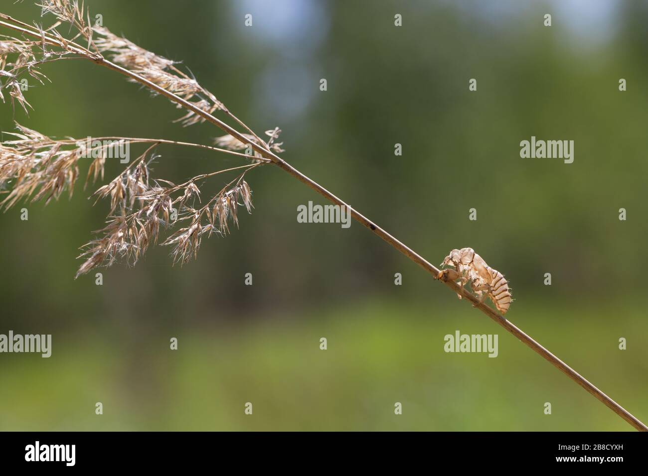 New forest cicada larva exuvia Stock Photo - Alamy