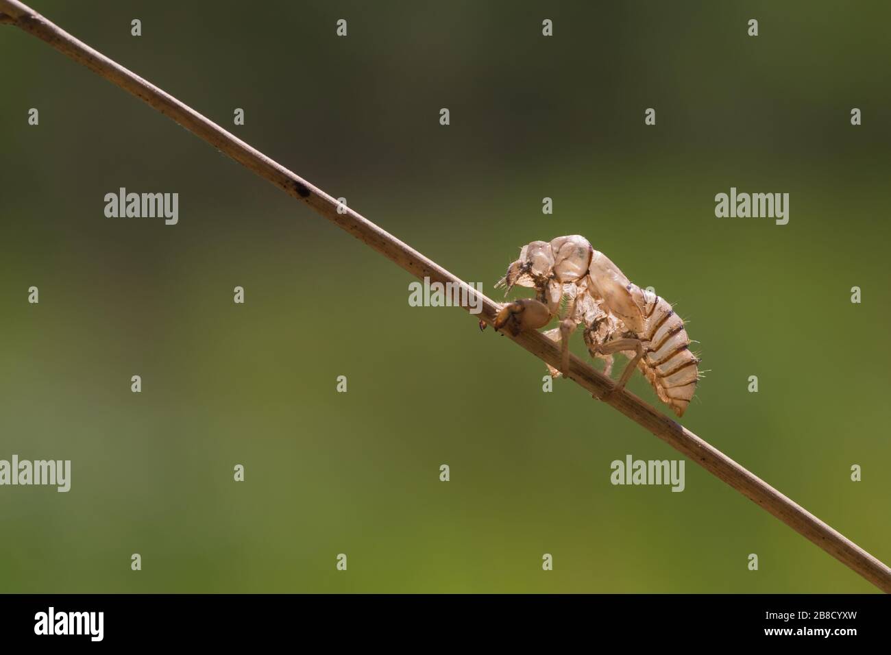 New forest cicada larva exuvia Stock Photo - Alamy