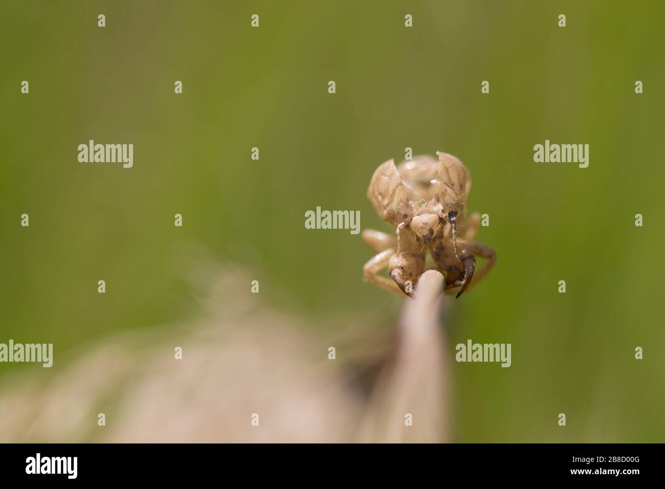 Cicada larvae hi-res stock photography and images - Alamy