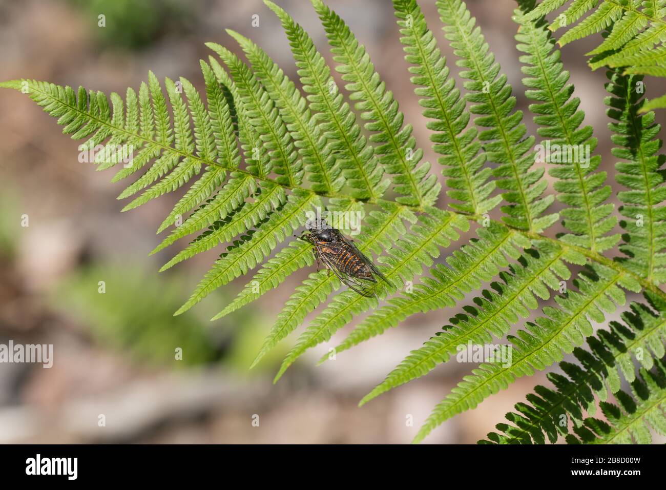 New forest cicada (Cicadetta montana Stock Photo - Alamy