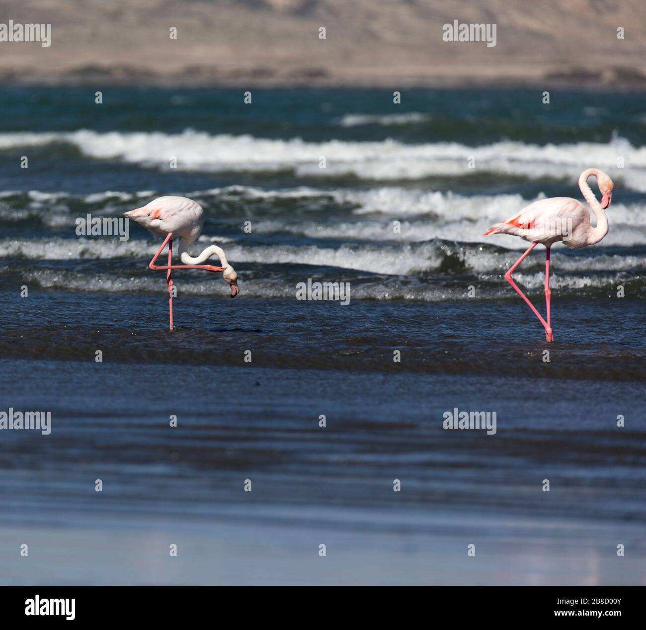 Flamingo birds in front of the ocean in Namibia Stock Photo - Alamy
