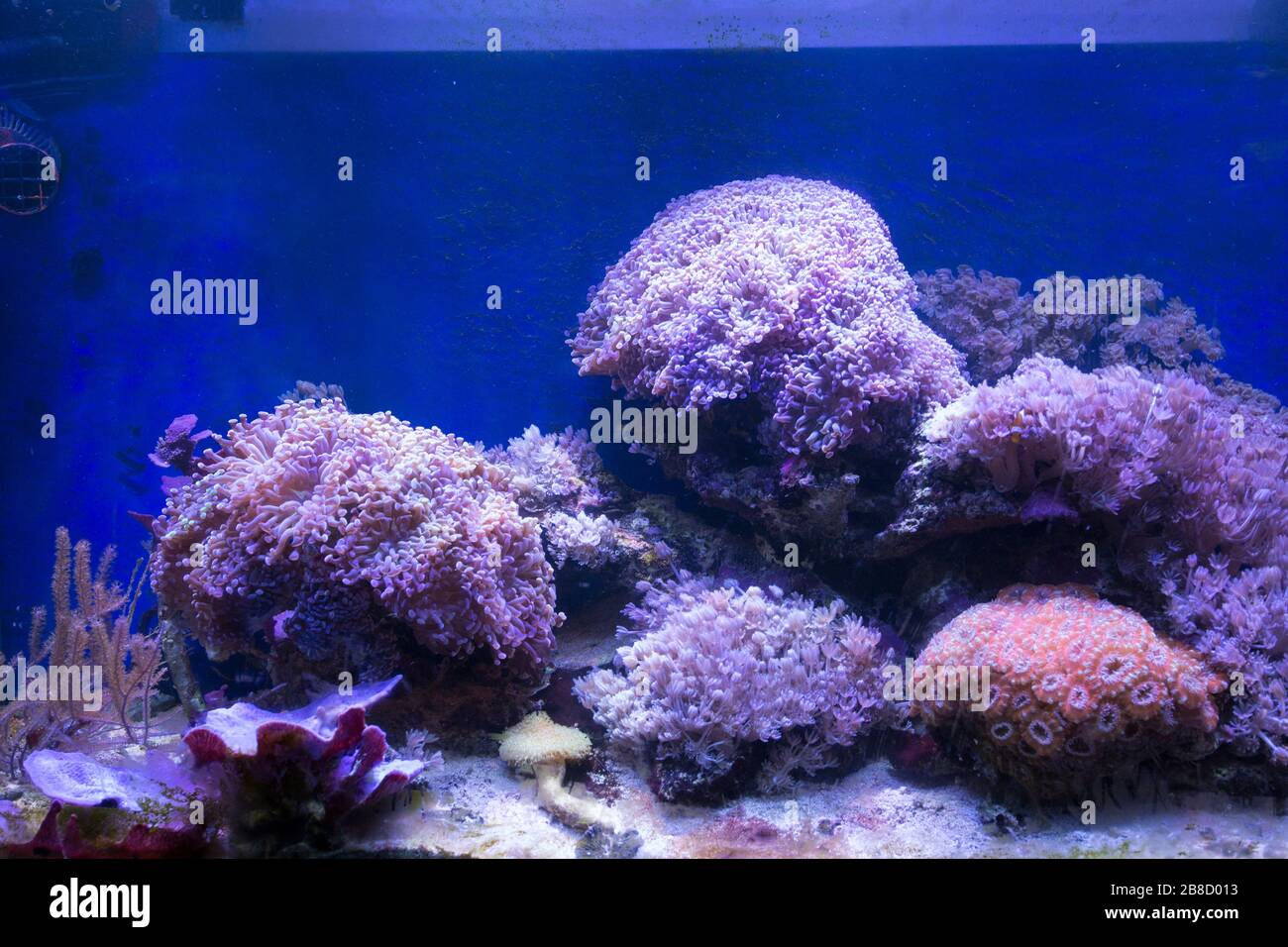 A soft corals sea aquarium tank under led lights Stock Photo - Alamy