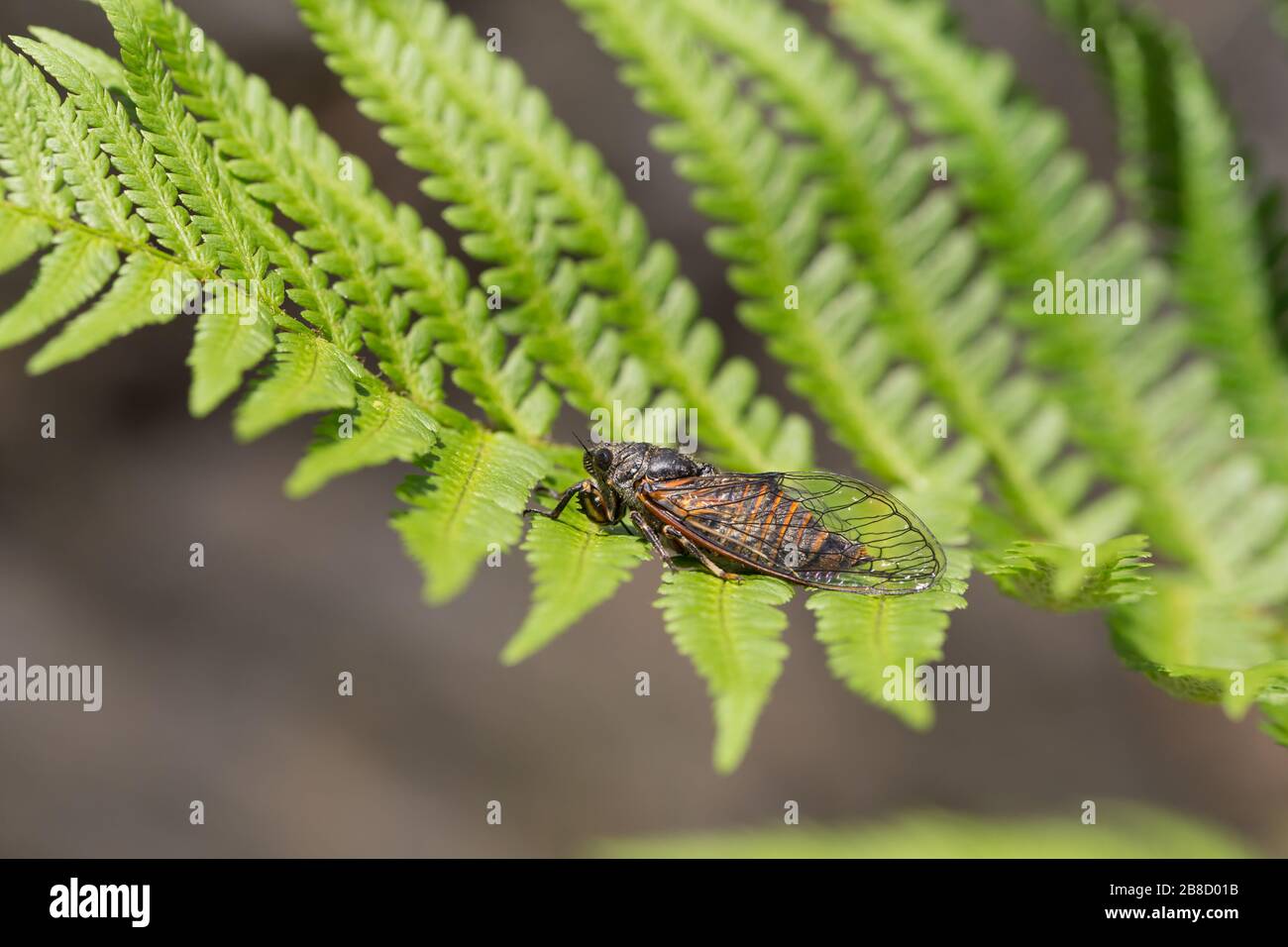 New forest cicada (Cicadetta montana Stock Photo - Alamy