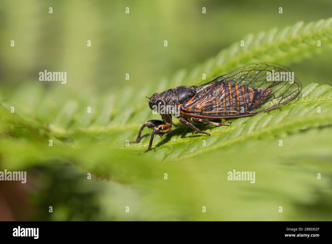 New forest cicada (Cicadetta montana Stock Photo - Alamy