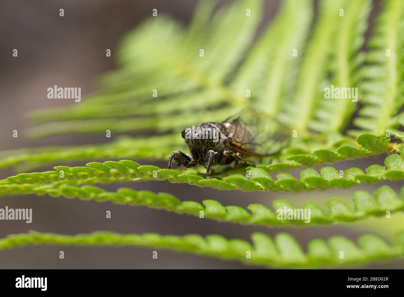 New forest cicada (Cicadetta montana Stock Photo - Alamy
