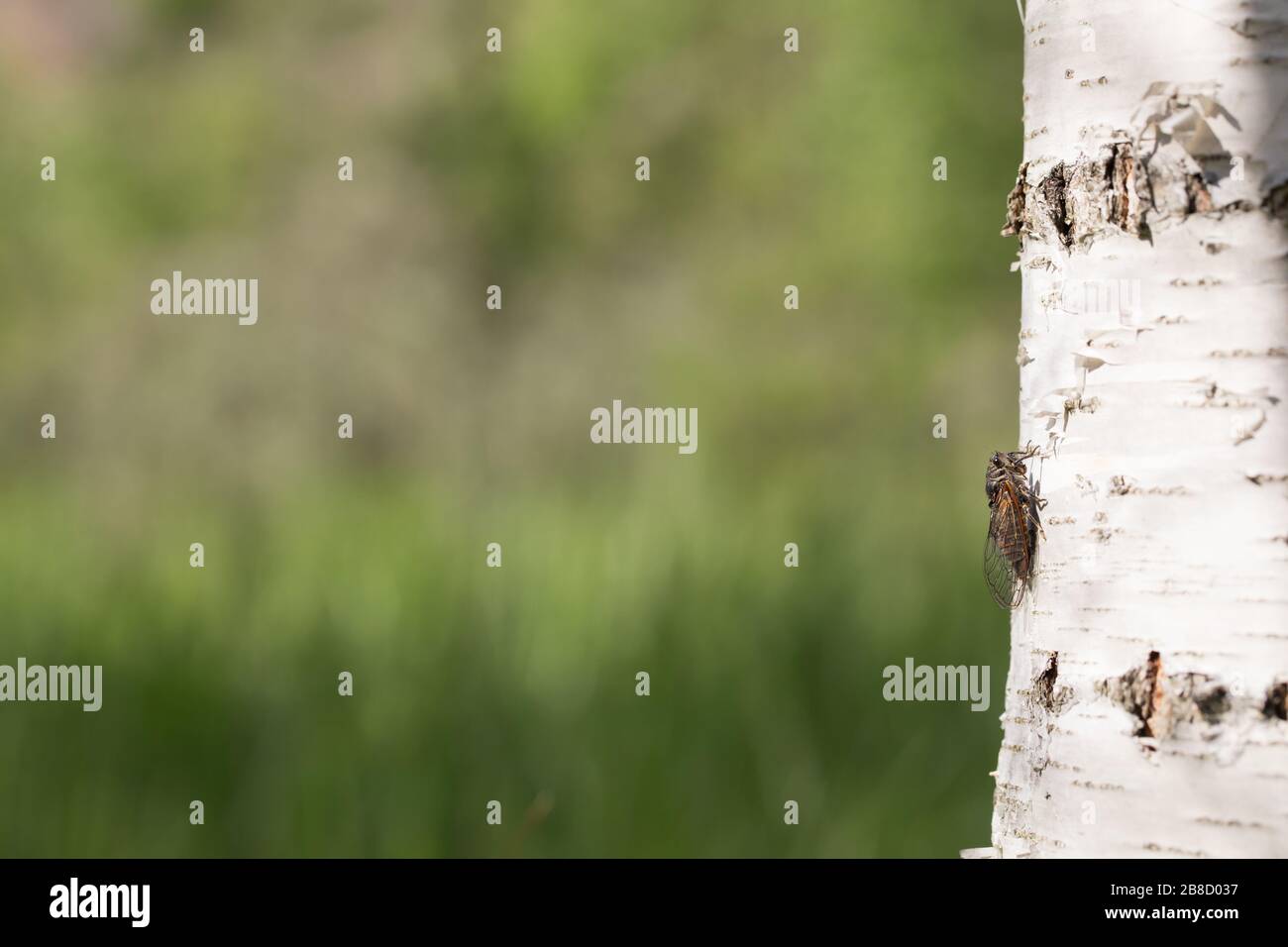 New forest cicada (Cicadetta montana Stock Photo - Alamy