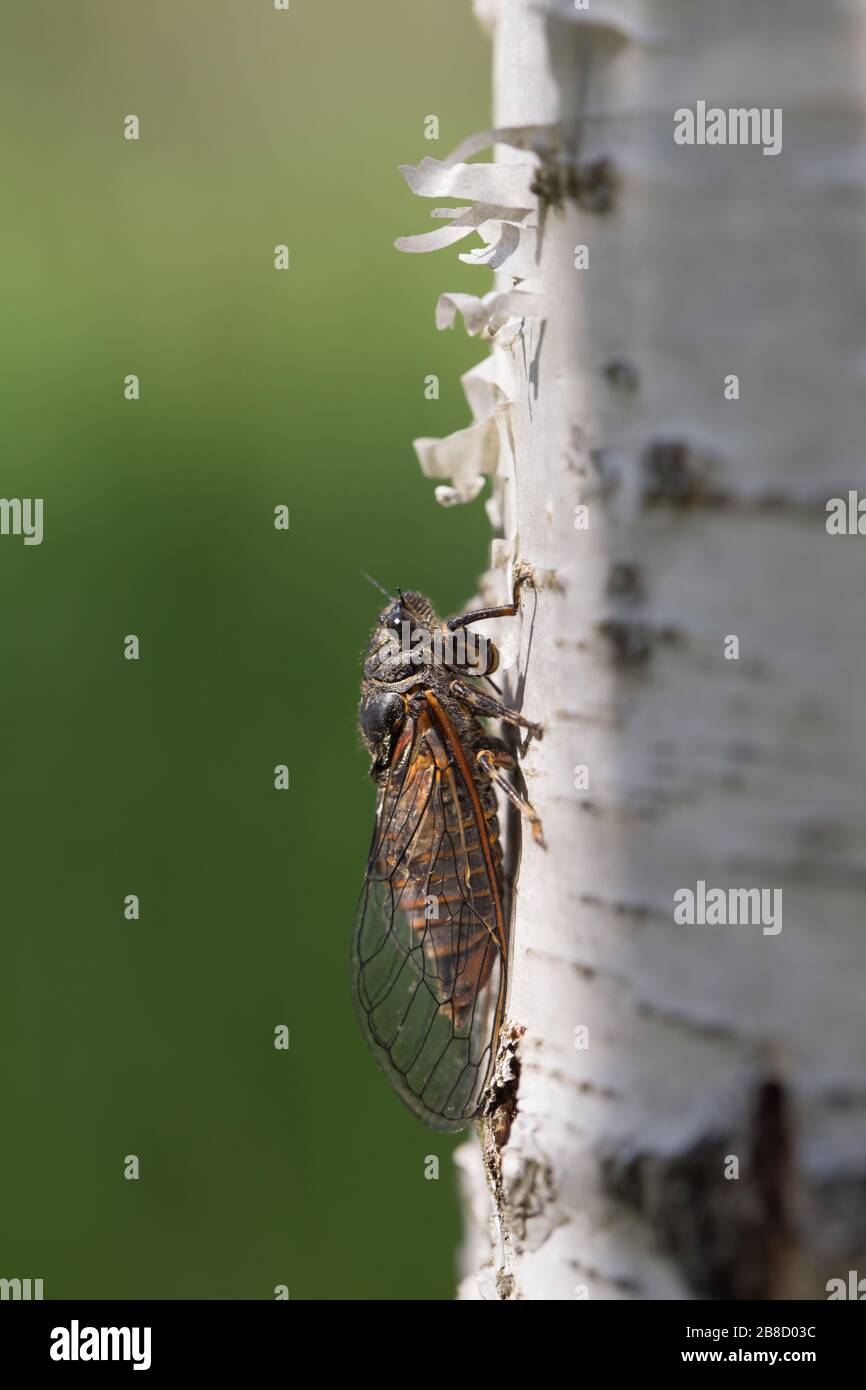 New forest cicada (Cicadetta montana Stock Photo - Alamy