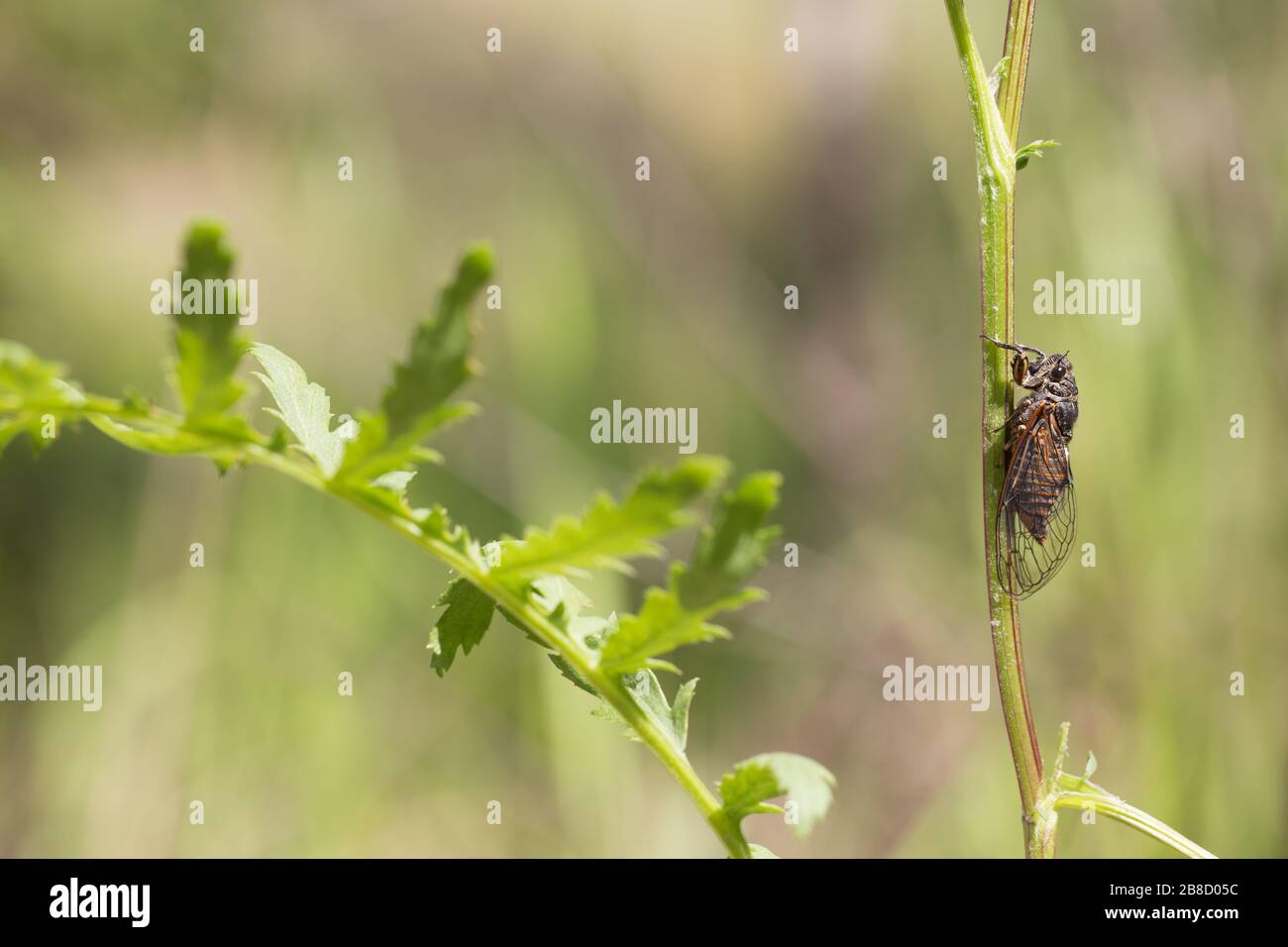 New forest cicada (Cicadetta montana Stock Photo - Alamy