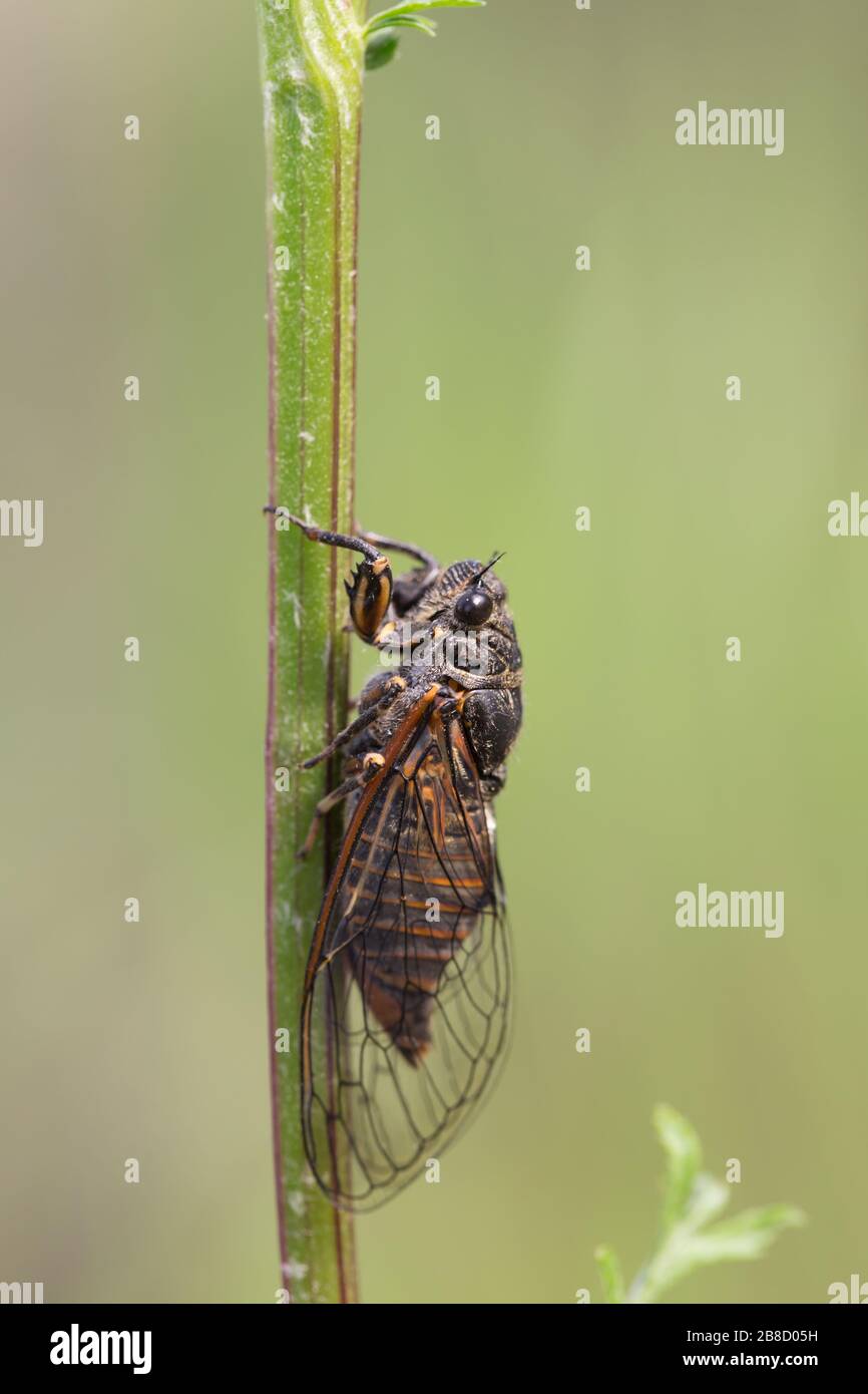 New forest cicada (Cicadetta montana Stock Photo - Alamy