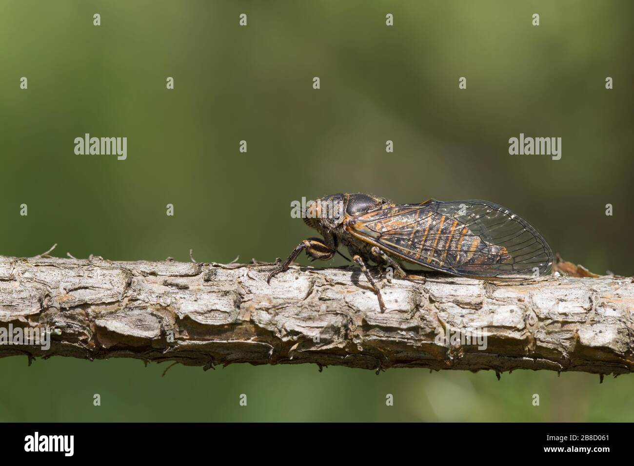 New forest cicada (Cicadetta montana Stock Photo - Alamy
