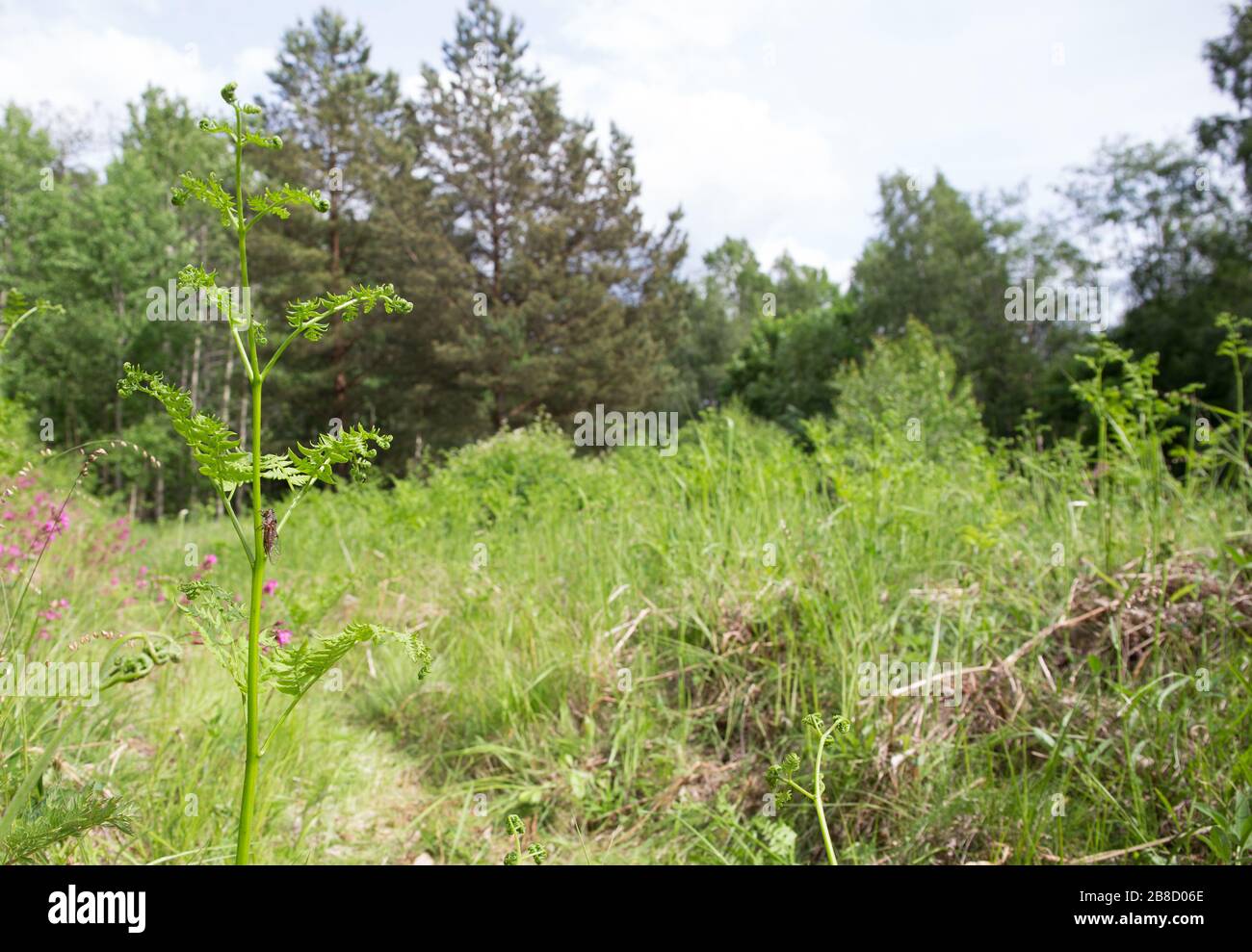 New forest cicada (Cicadetta montana Stock Photo - Alamy
