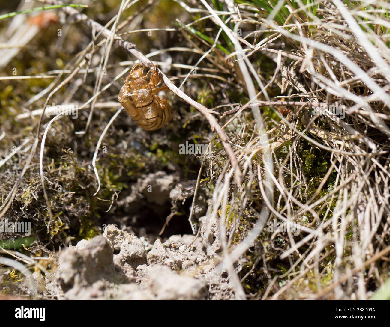 New forest cicada larva exuvia (Emerged from it's underground turret ...