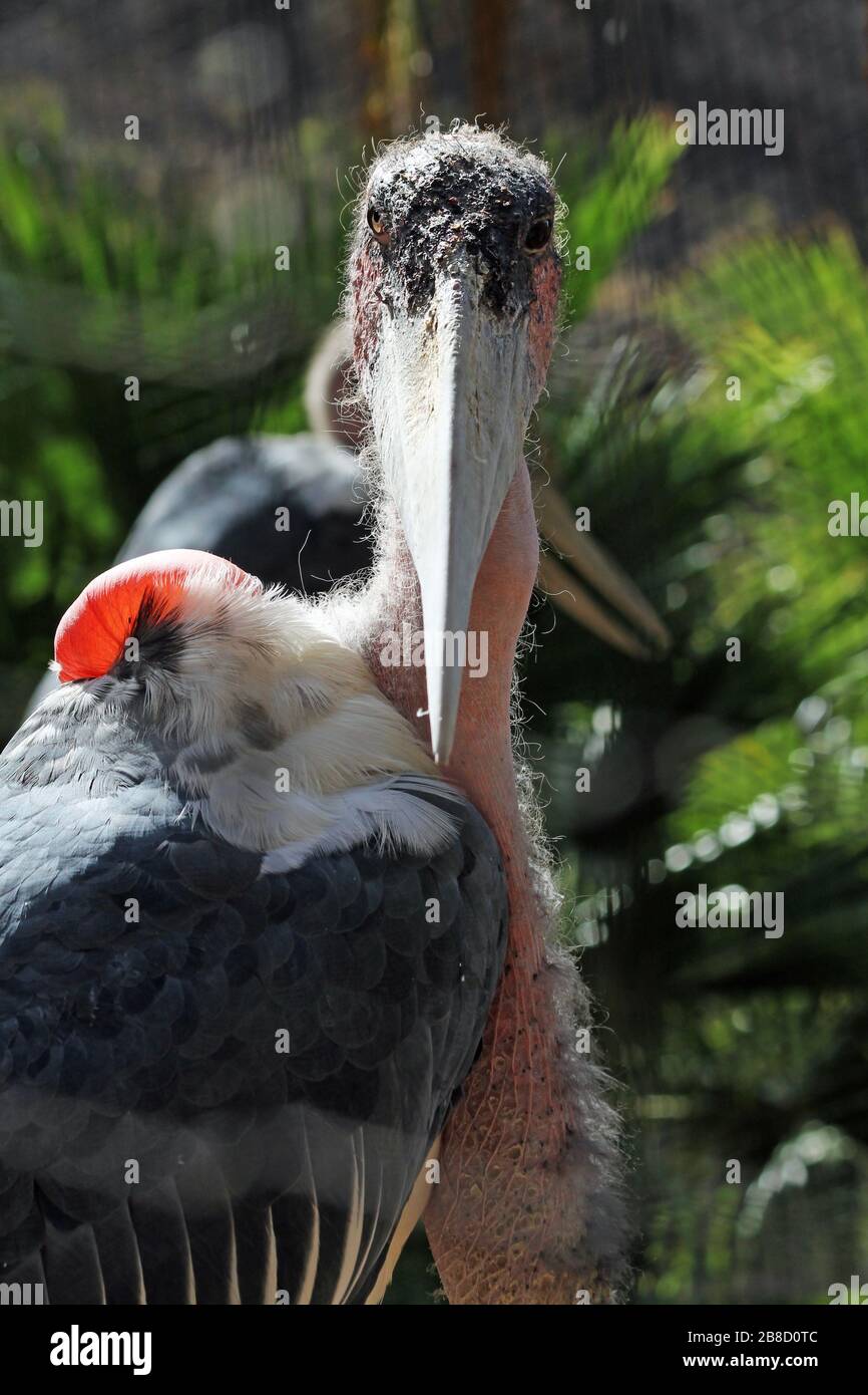Marabou storch hi-res stock photography and images - Alamy