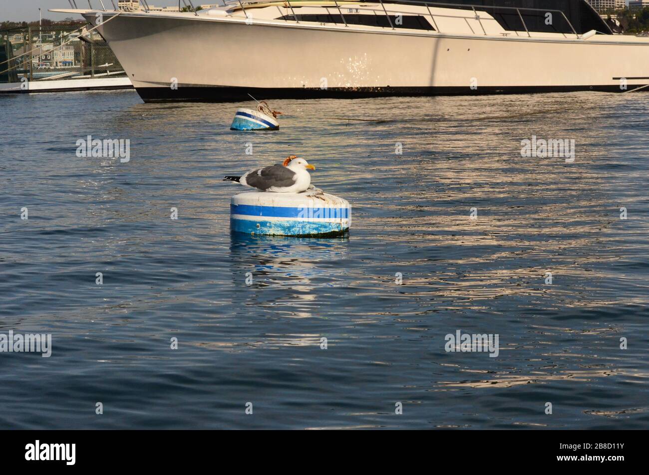 Huntington harbor boats hi-res stock photography and images - Alamy