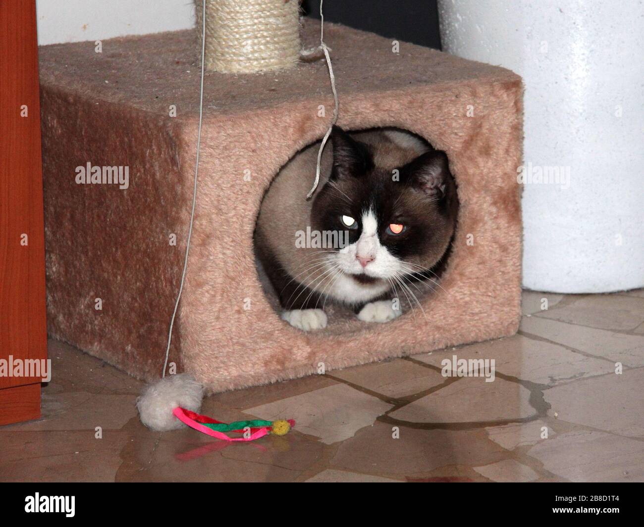 Snowshoe tabby hi-res stock photography and images - Alamy